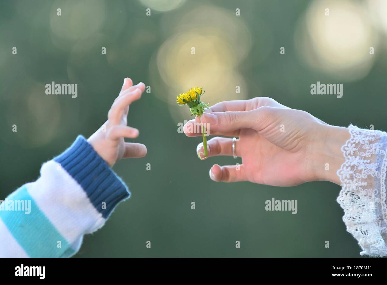 Handing a flower hi-res stock photography and images - Alamy