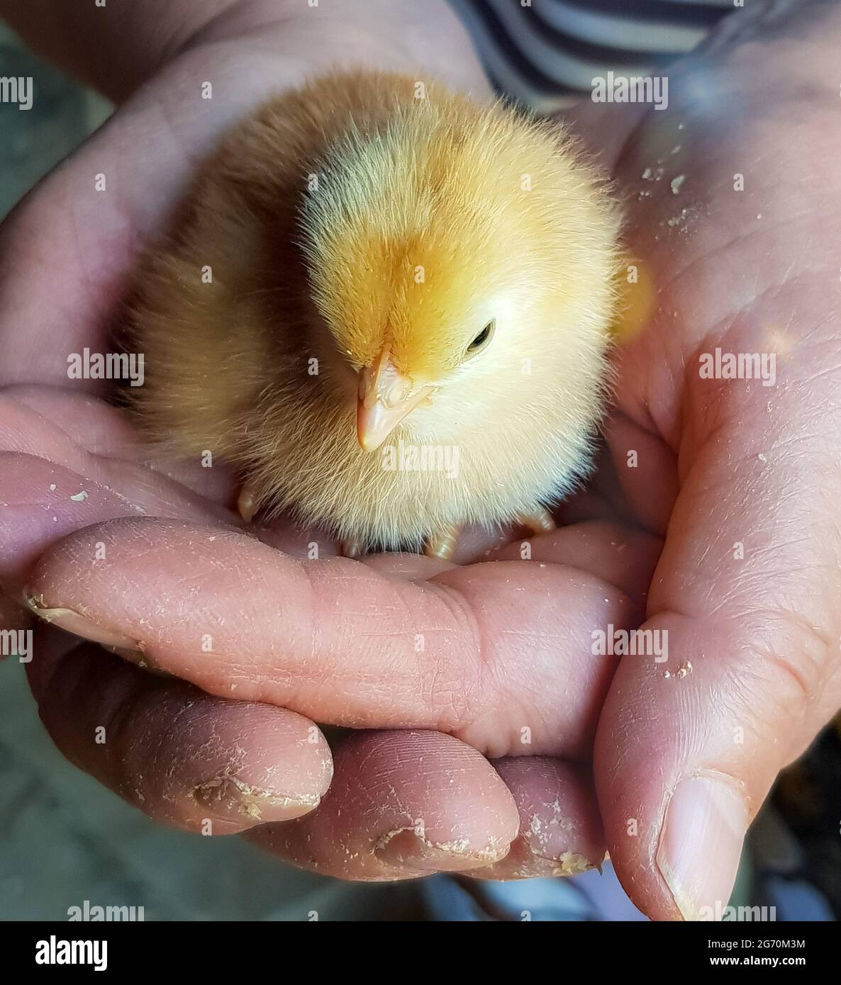 Baby chicken in human hands hi-res stock photography and images - Alamy