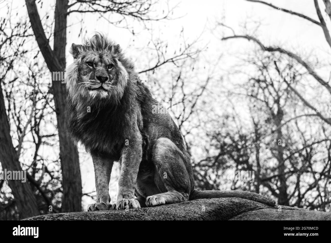 Grayscale shot of a lion on a rock Stock Photo - Alamy