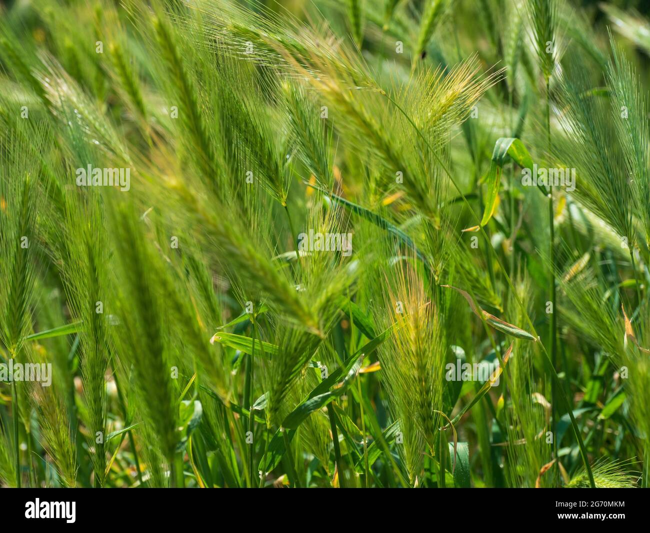 False barley hi-res stock photography and images - Alamy