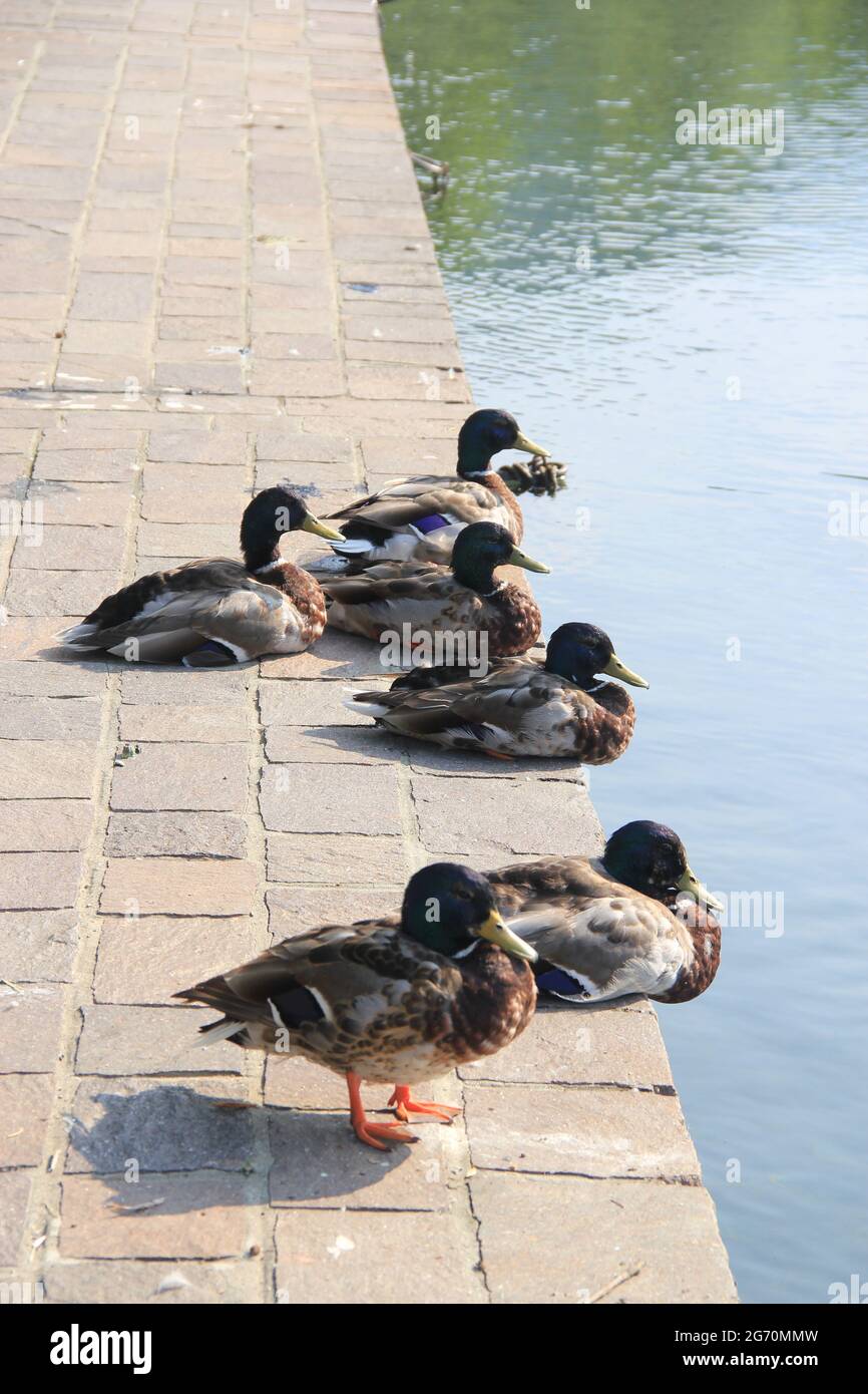 Family of wild Mallard birds standing in front of a river in the park ...