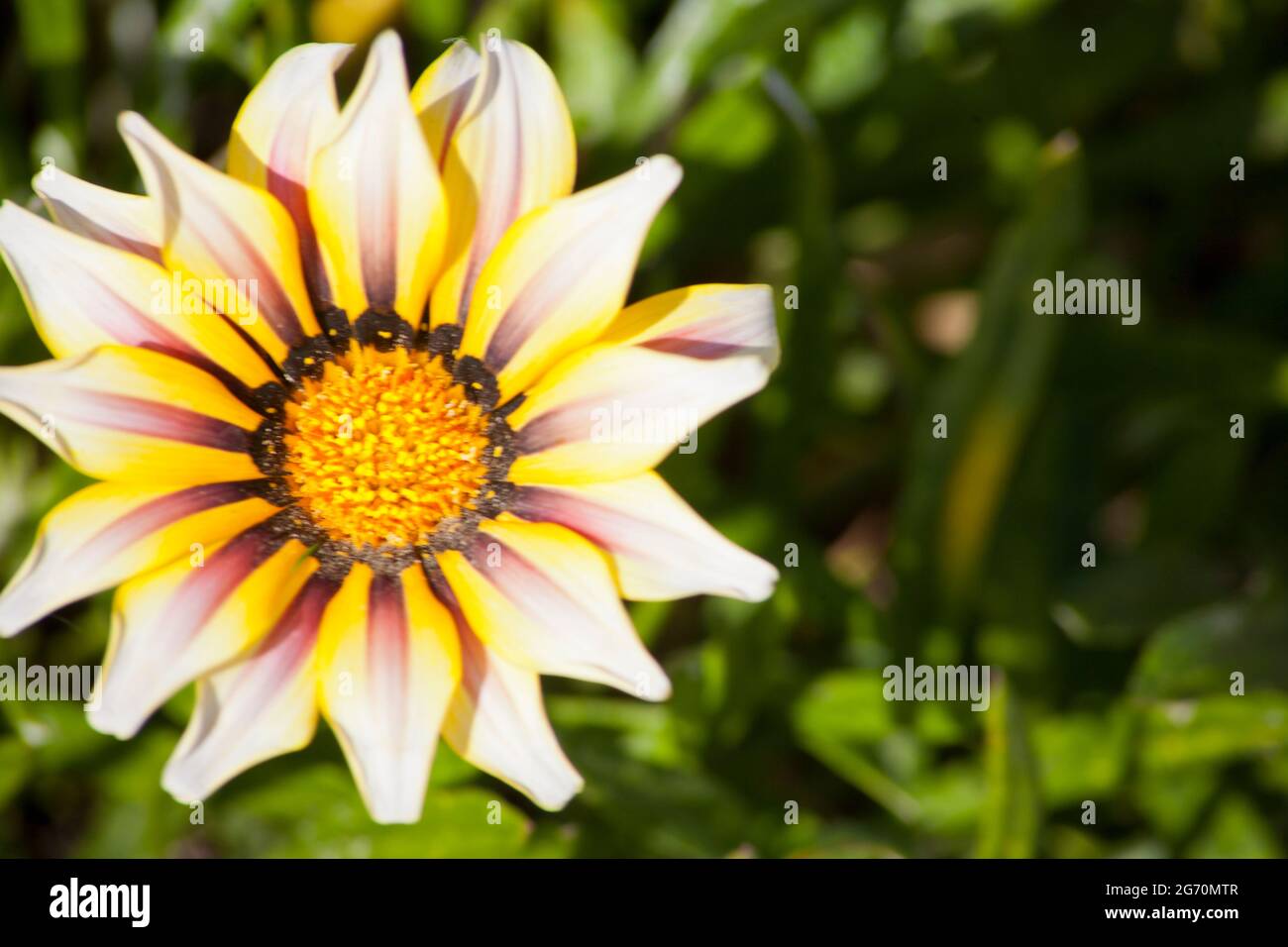 Close up tropical daisy flower Stock Photo - Alamy