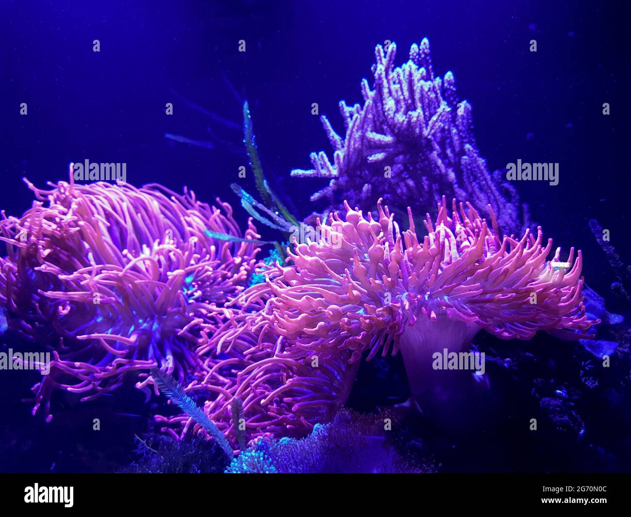 Closeup shot of beautiful corals under the deep blue sea Stock Photo ...