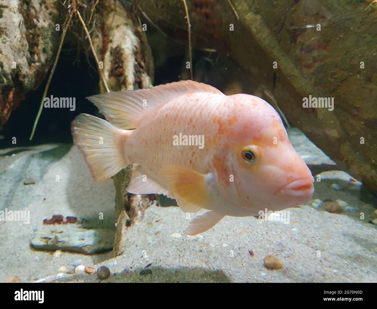 Selective focus of a pink cichlid on the bottom of the sea Stock Photo ...