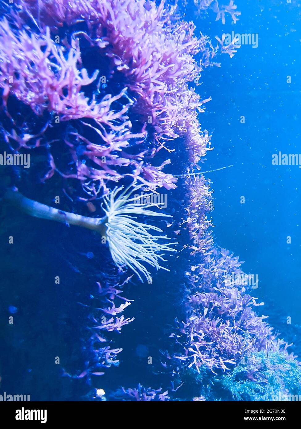 Vertical shot of beautiful corals under the deep blue Stock Photo - Alamy