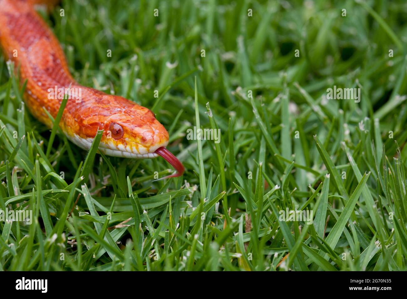 Corn snake terrarium hi-res stock photography and images - Alamy