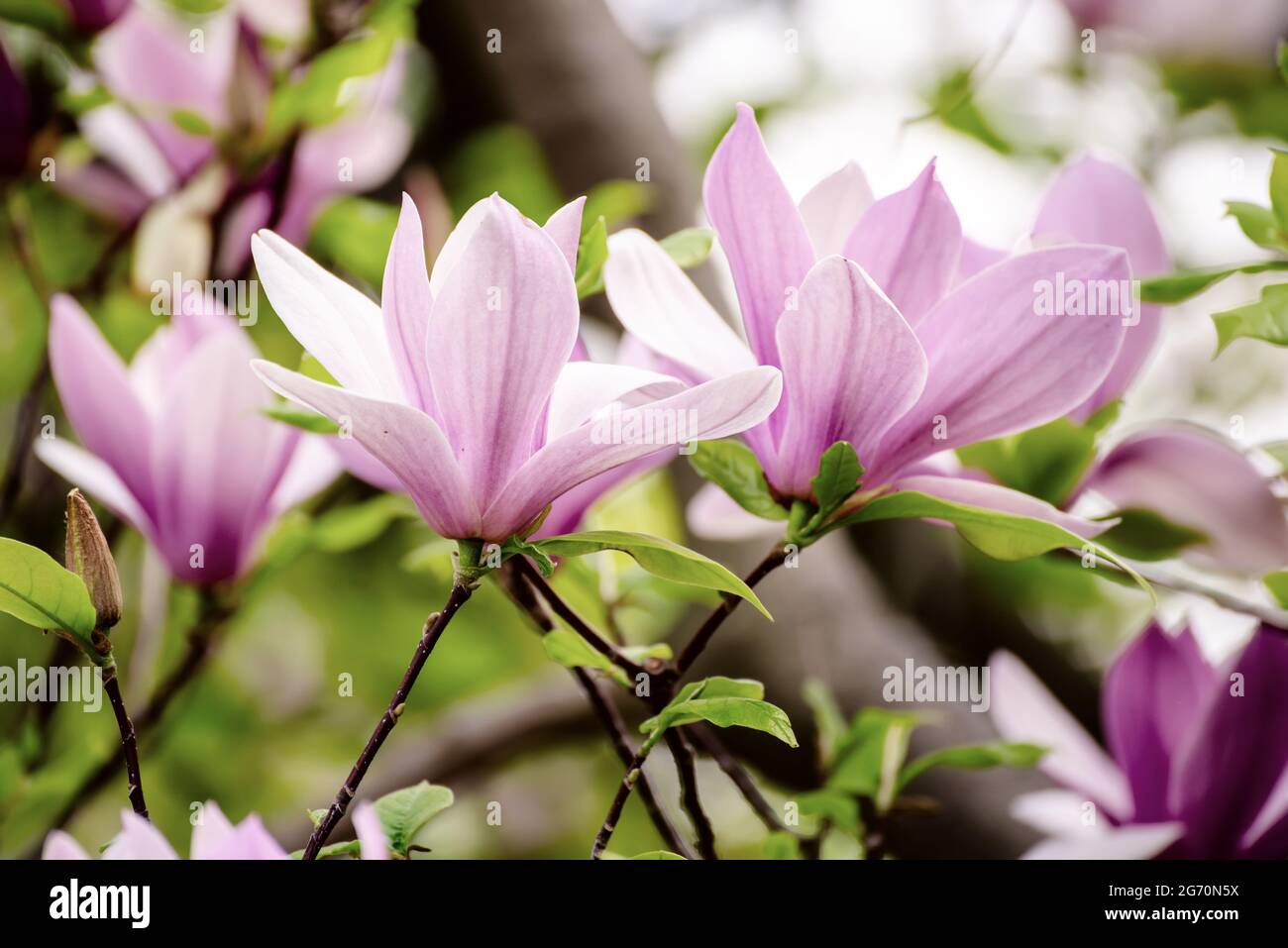 Magnolia spring flowers Stock Photo - Alamy
