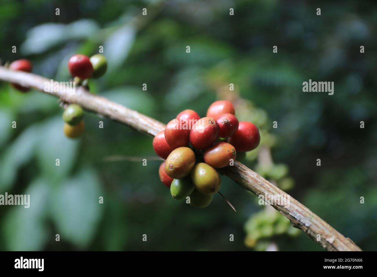 Coffee plants during harvest season at Bandung West Java Indonesia ...