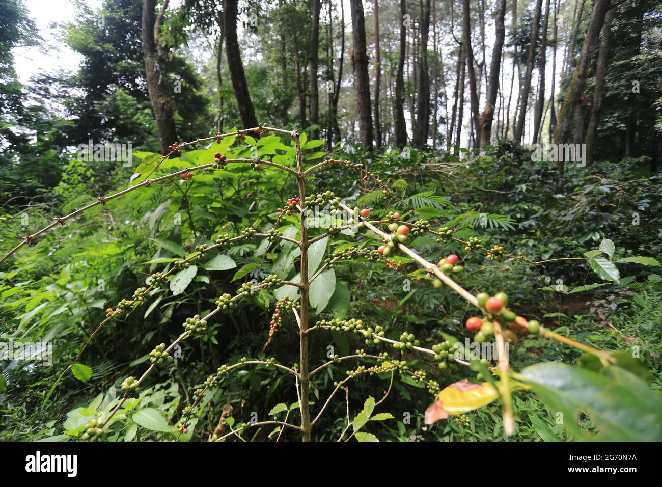 Coffee plants during harvest season at Bandung West Java Indonesia ...