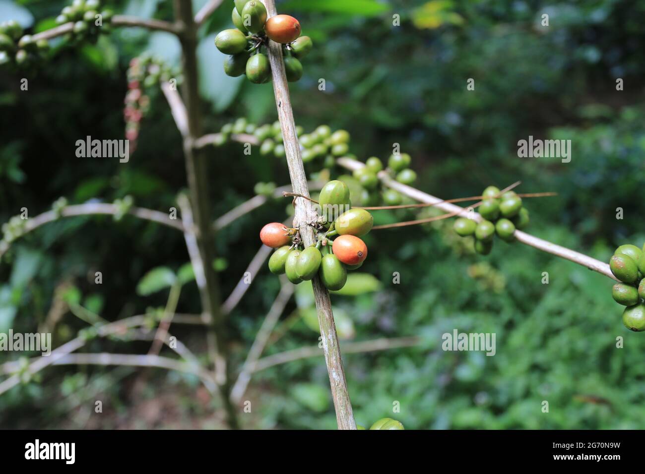 Coffee plants during harvest season at Bandung West Java Indonesia ...