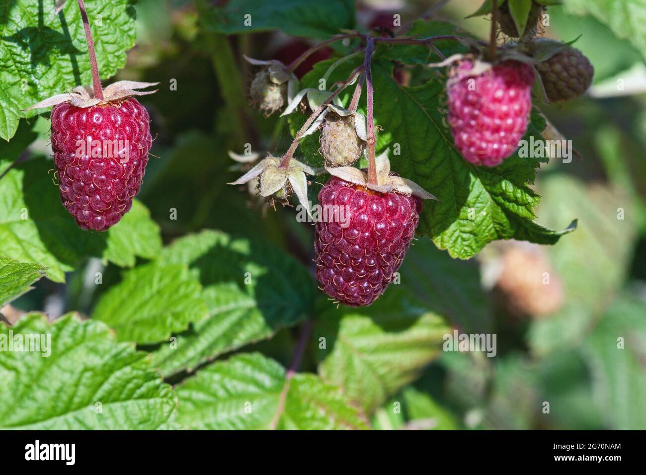 Ripen raspberry hi-res stock photography and images - Alamy