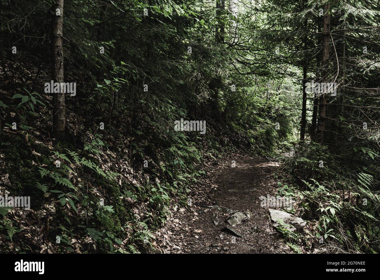 Dark moody forest Stock Photo - Alamy