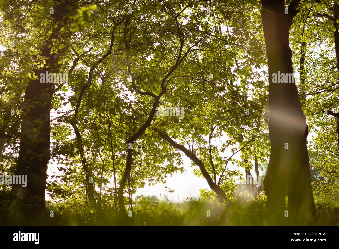 Thick foliage hi-res stock photography and images - Alamy