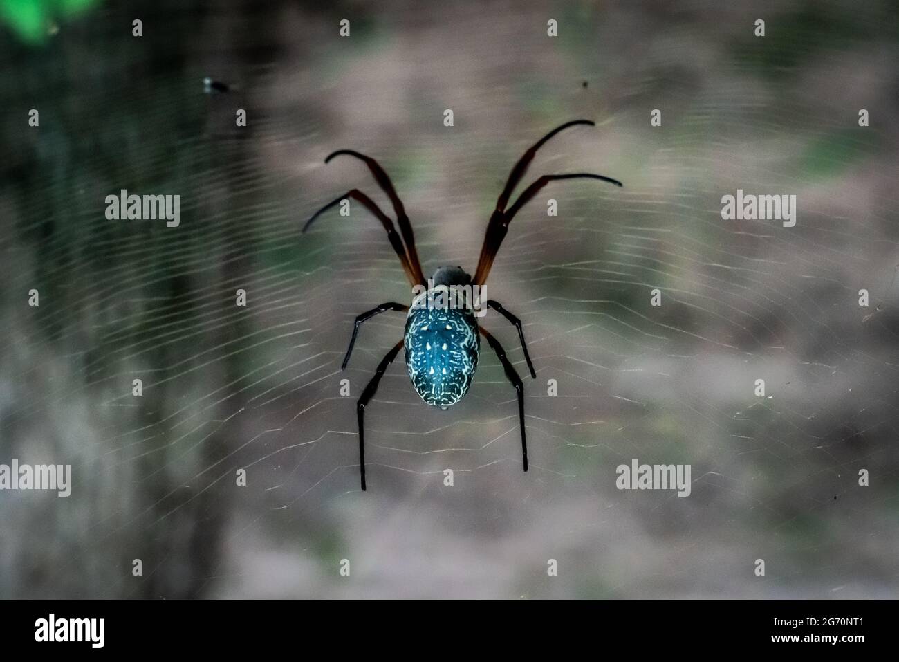 Ray spiders hi-res stock photography and images - Alamy