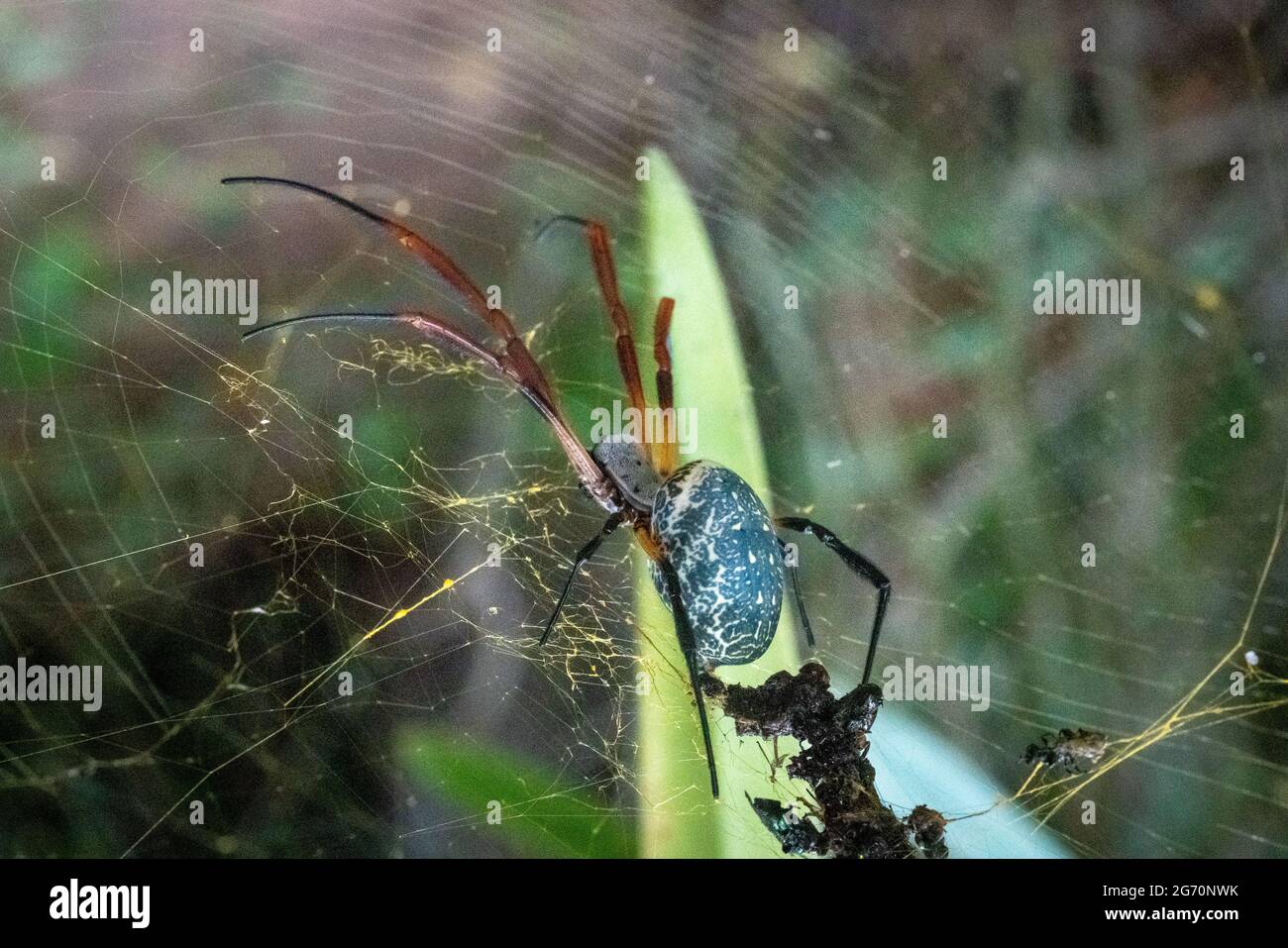 Ray spiders hi-res stock photography and images - Alamy