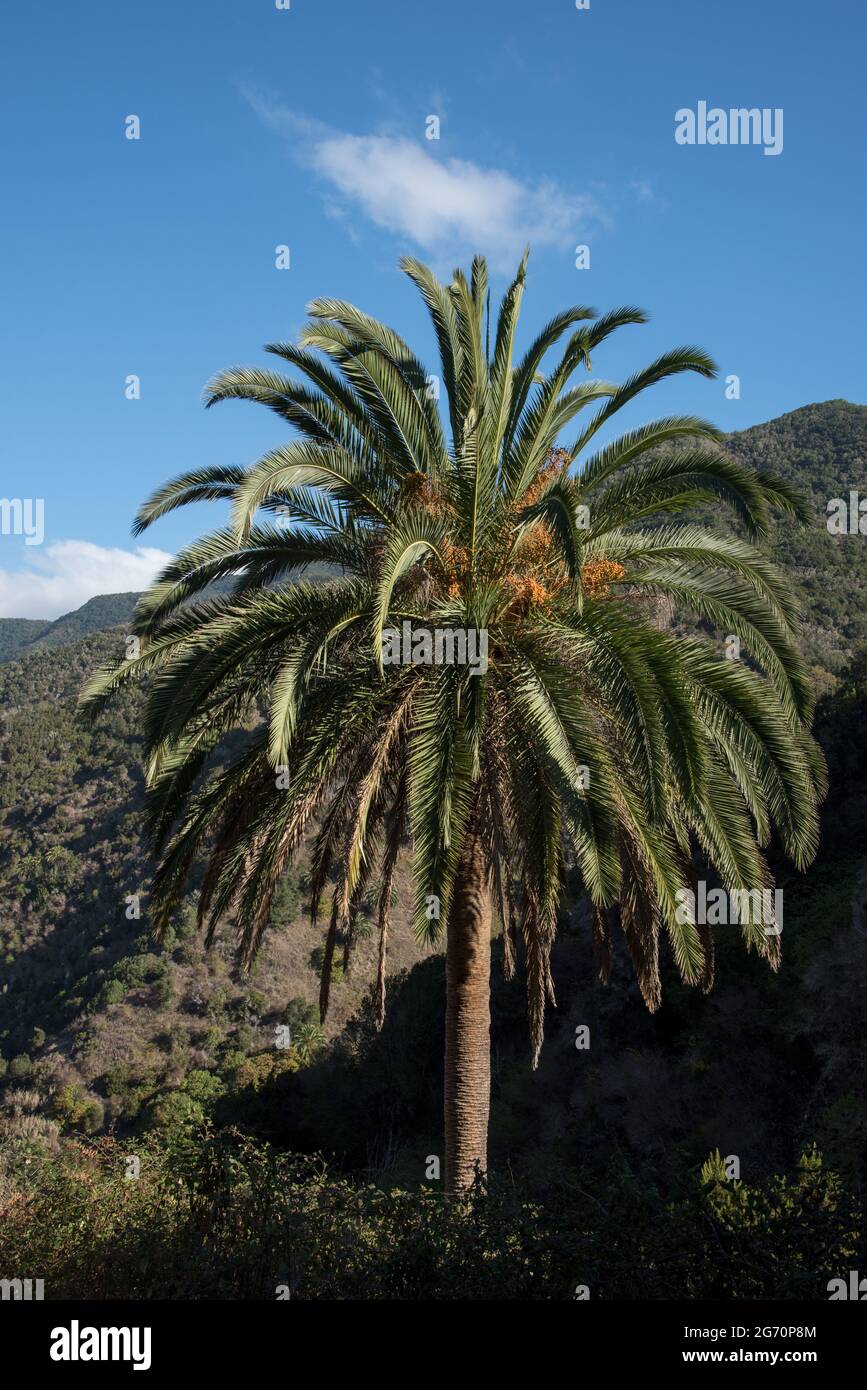 Tal palm hi-res stock photography and images - Alamy