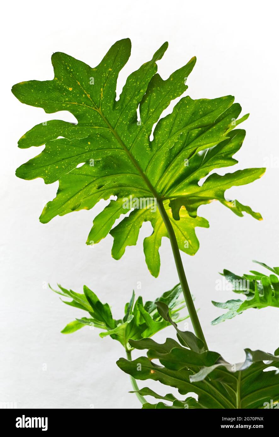 The big green leaves on white background Stock Photo - Alamy
