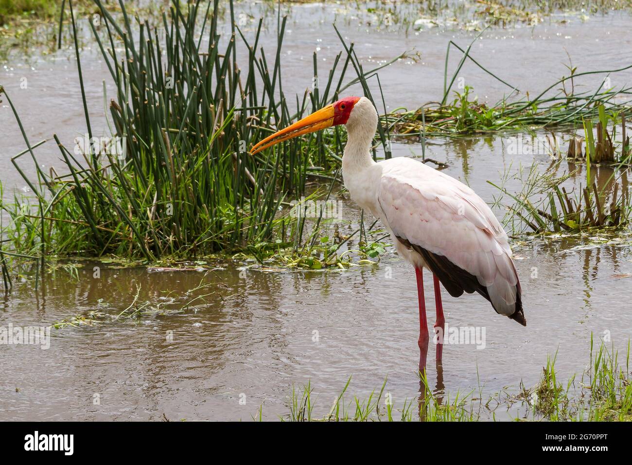 Painted stork with orange beak in Safari in Ngorongoro crater, Tanzania ...