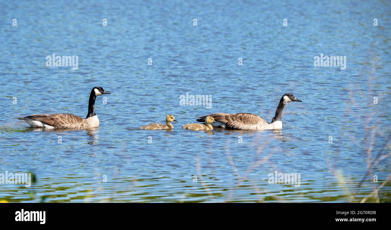 Family of wild geese with small and big geese floating on the water ...
