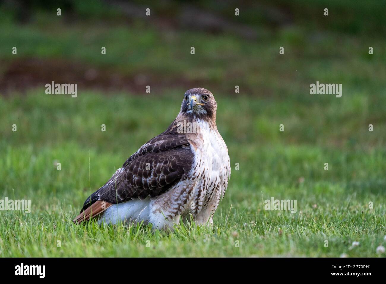 Closeup image of a Red-tailed hawk bird standing on the grass and ...