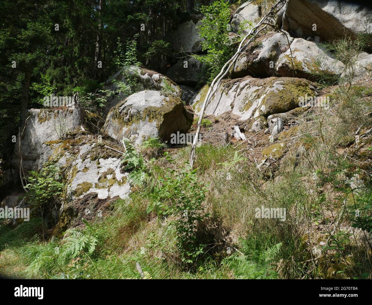 Huge rocks and fresh greenery in the forest Stock Photo - Alamy