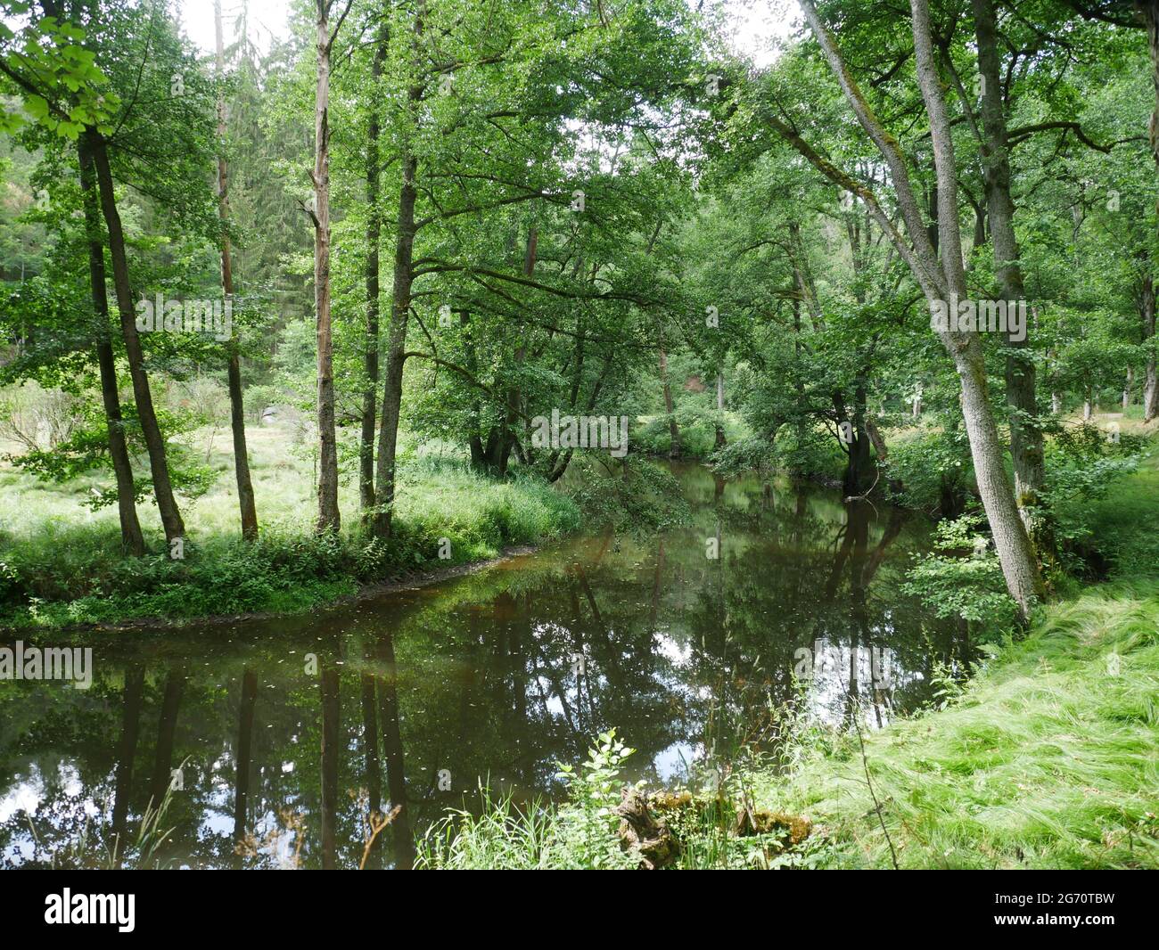 Beautiful view of a river surrounded by fresh greenery in the forest ...