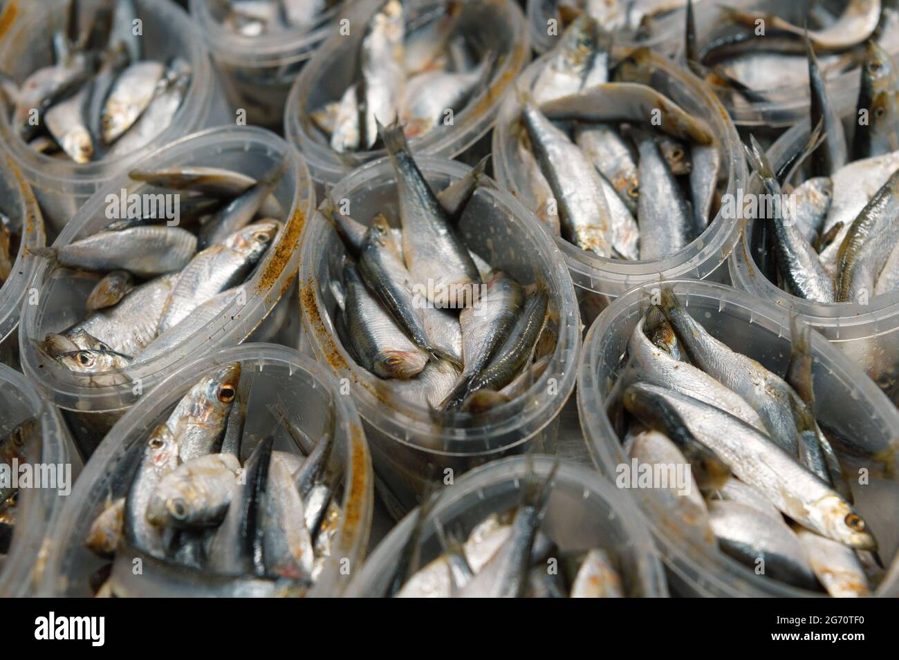 Sprat hi-res stock photography and images - Alamy
