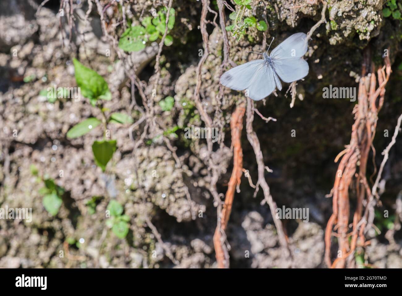 Closeup shot of a blue butterfly on plant roots in dry soil under ...
