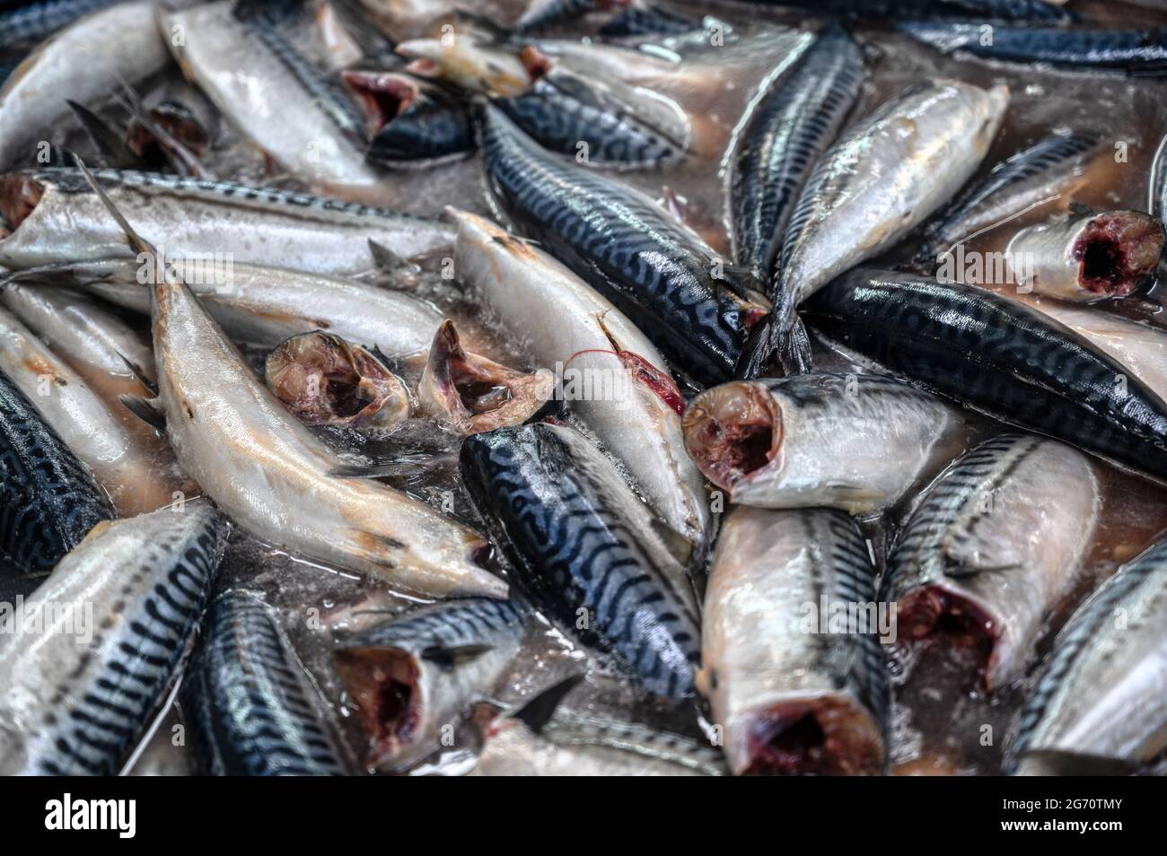 Headless and gutted mackerel. Fresh sea fish, prepared for processing ...
