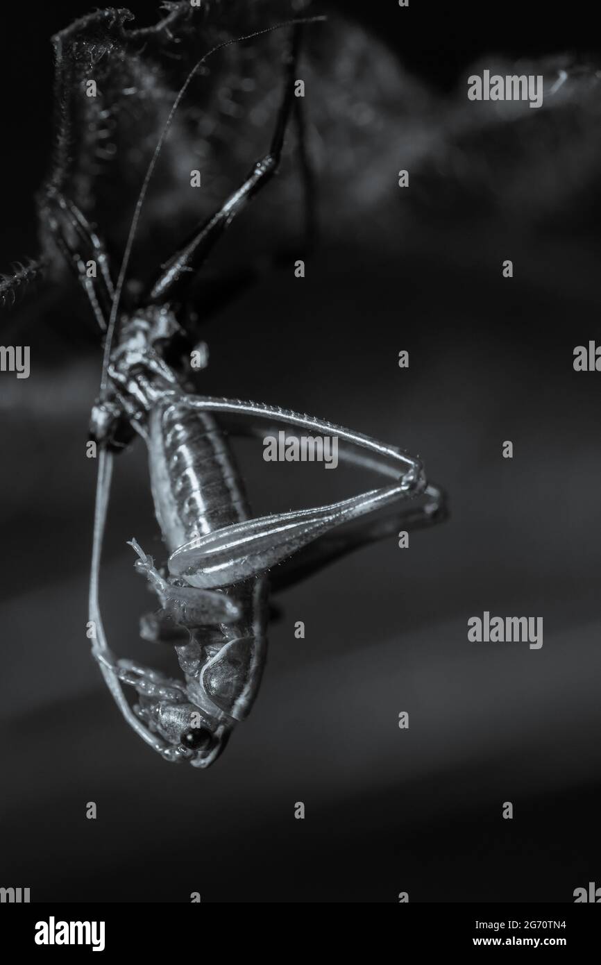 Caprellidae hi-res stock photography and images - Alamy