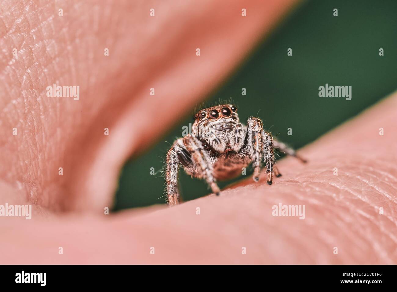 Selective focus shot of a jumping spider on a male finger skin Stock ...