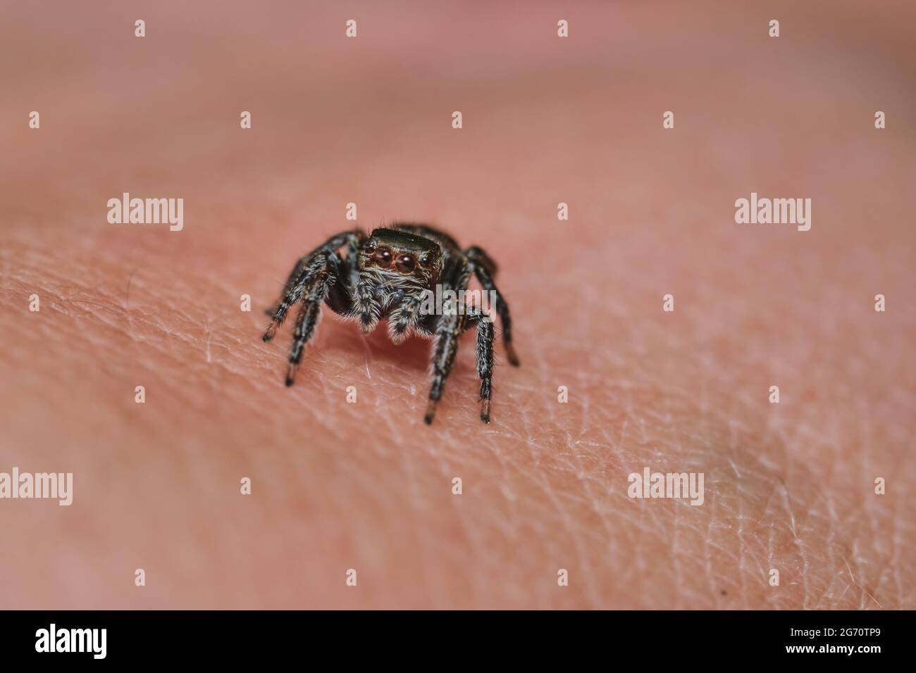 Selective focus shot of a jumping spider on a male finger skin Stock ...