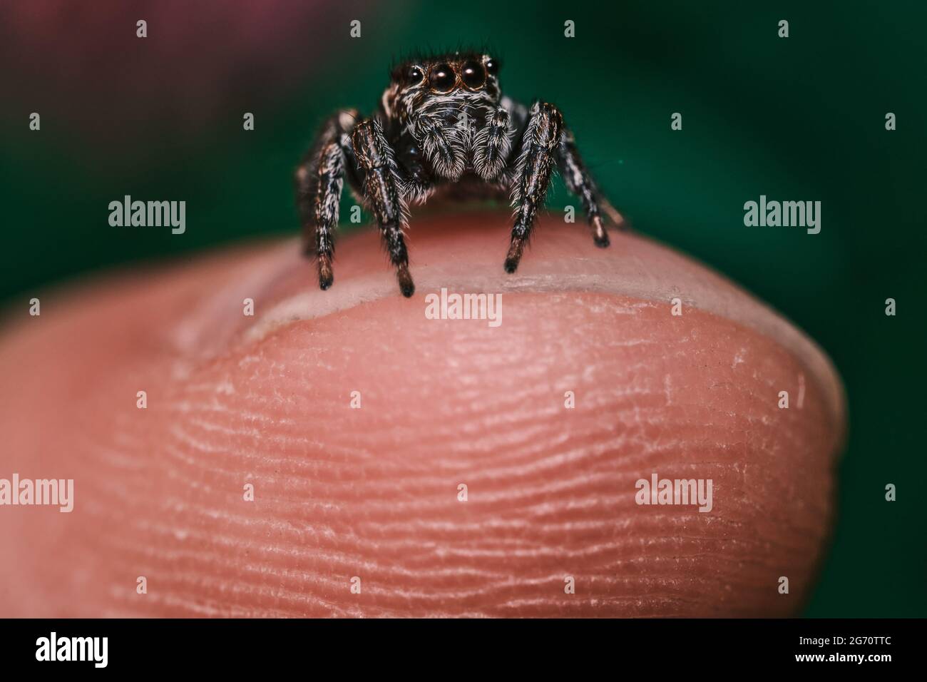 Selective focus shot of a jumping spider on a male hand finger nail ...