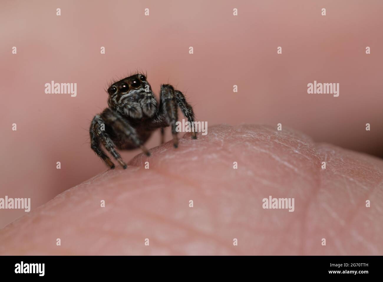 Macro shot of a jumping spider on a male hand skin Stock Photo - Alamy