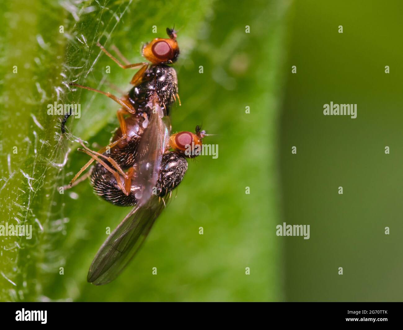 Selective focus shot of a carrot fly on a green leaf Stock Photo - Alamy