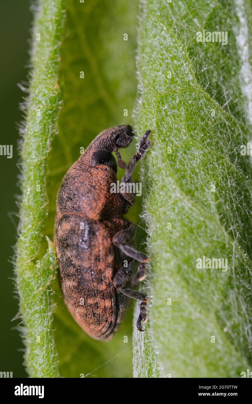 Closeup shot of true weevils on a green leaf under sunlight Stock Photo ...