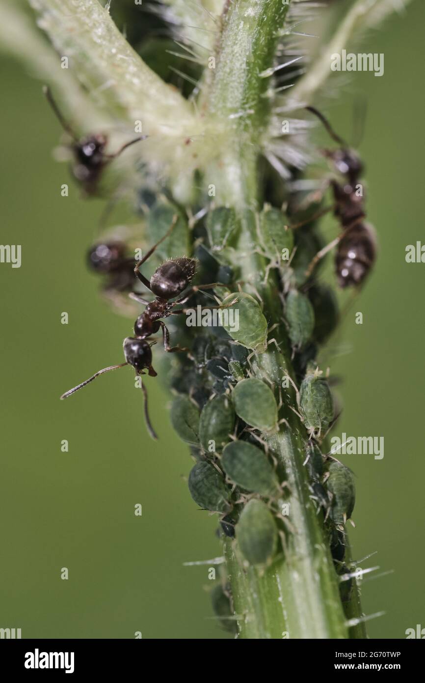 Vertical shot of ants on a green plant stem - perfect for background ...