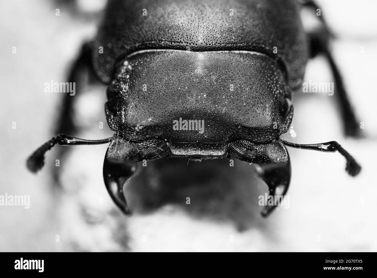Closeup shot of a black stag beetle head under bright light Stock Photo ...