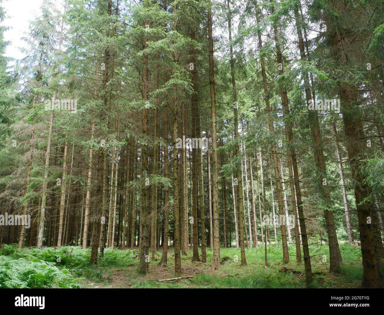 Shot of tall trees in a forest Stock Photo - Alamy