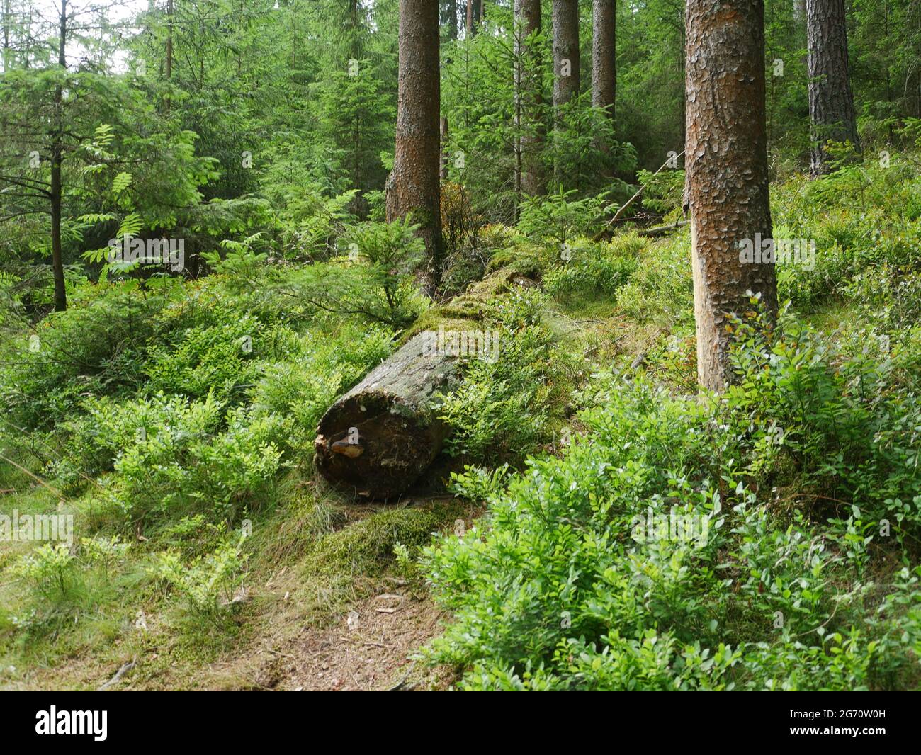 Shot in a green forest Stock Photo - Alamy