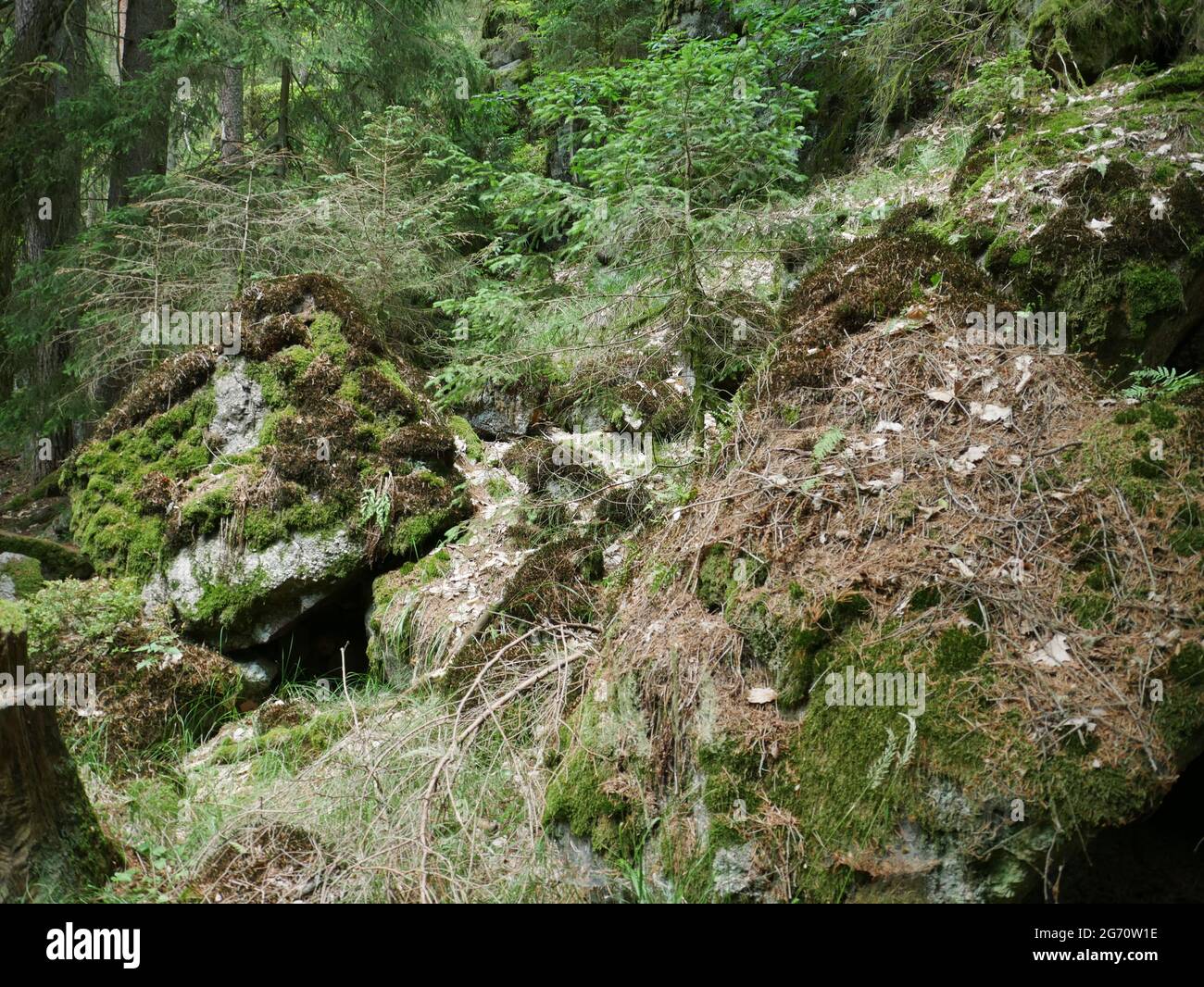 Shot in a green forest Stock Photo - Alamy