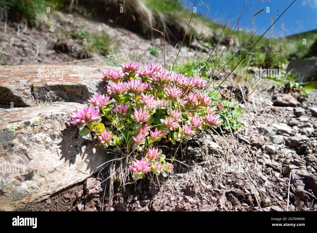 Caucasian stonecrop, Two-row stonecrop (Sedum spurium) on the alpine ...