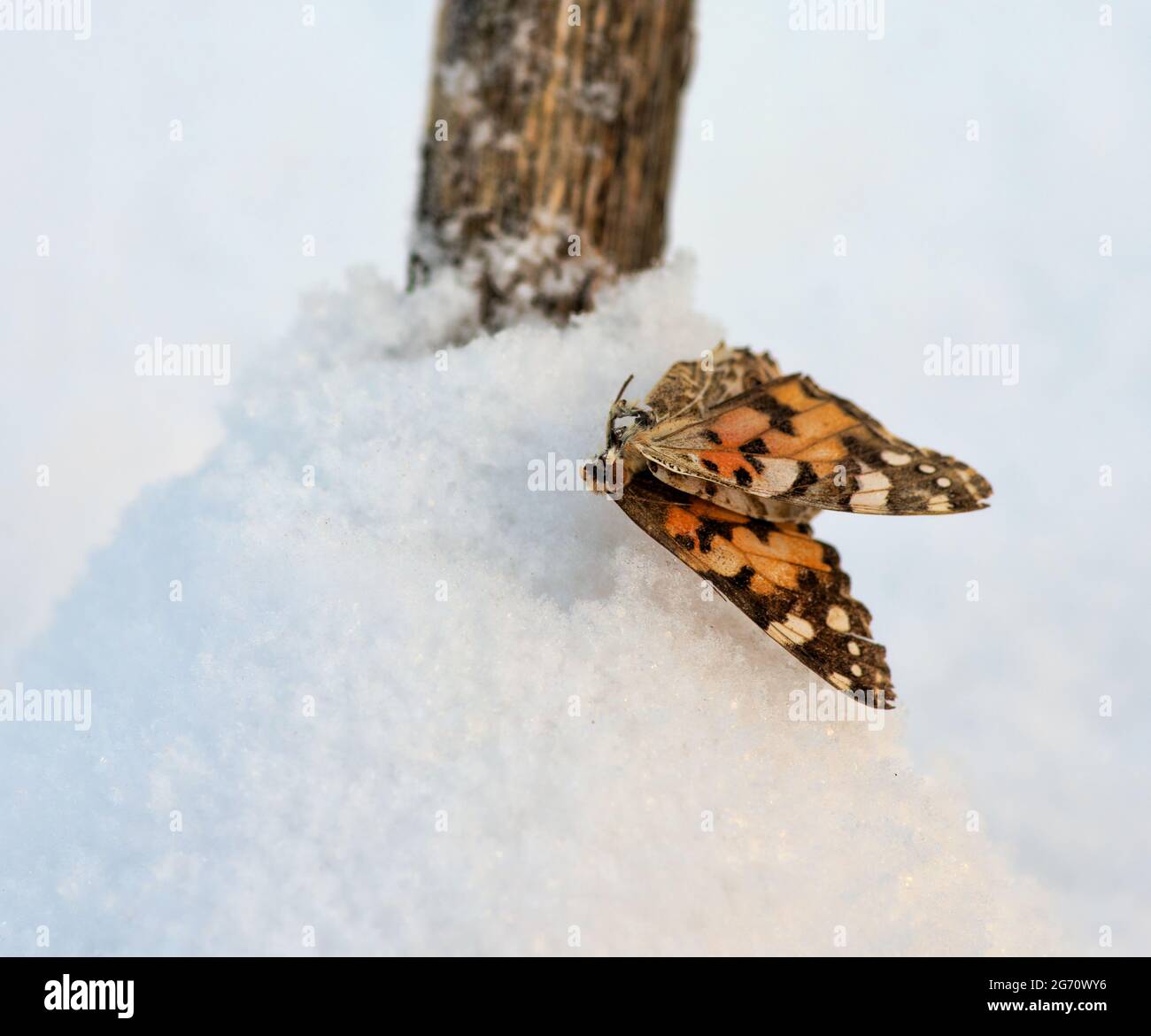 Death of insects. Winter is not compatible with life of environment ...