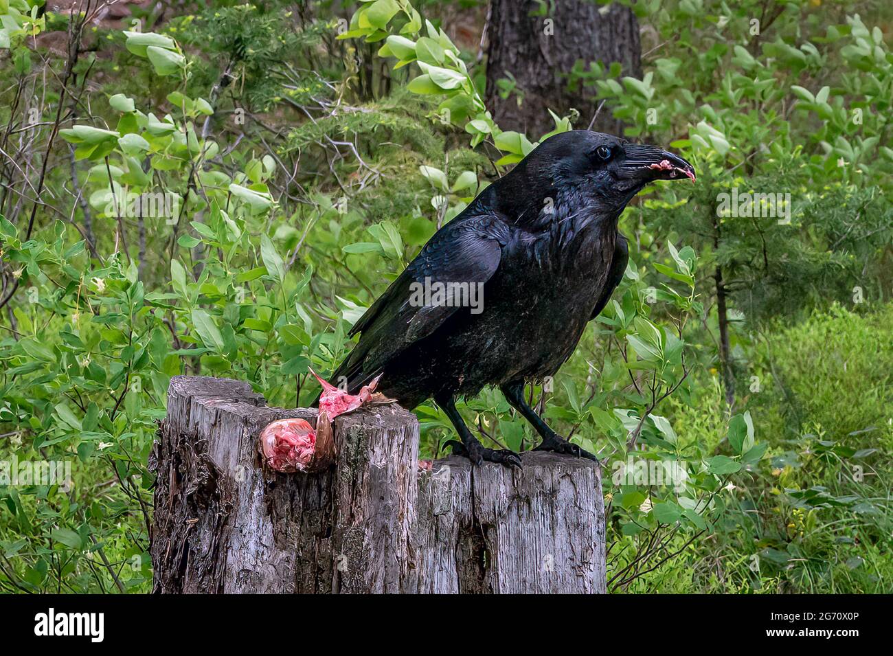 Raven eating fish Stock Photo - Alamy