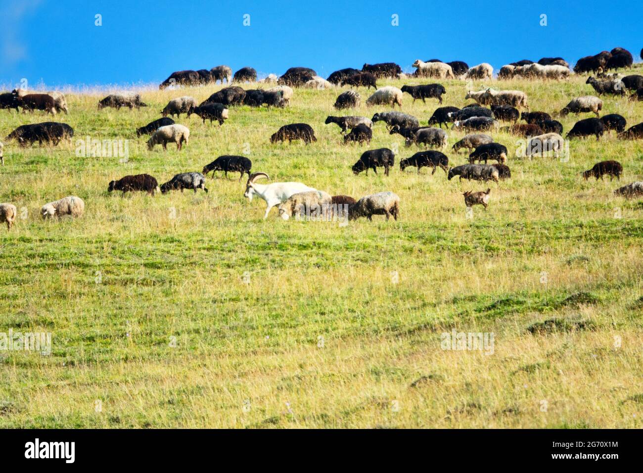 Broad Tailed Sheep High Resolution Stock Photography and Images - Alamy