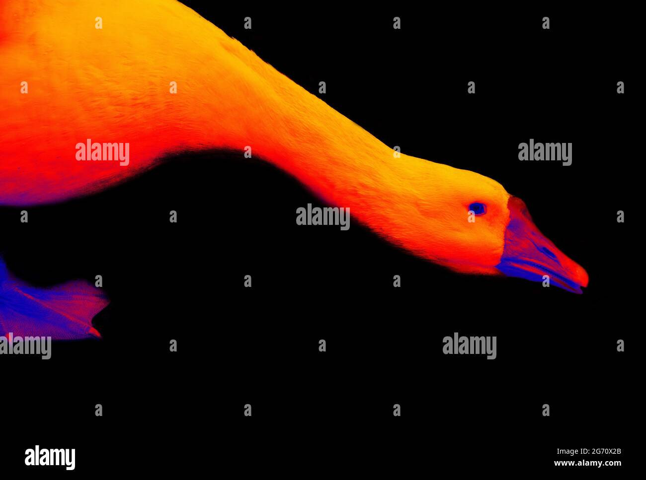 Portrait of a goose, Scanning the animal's body temperature with a ...