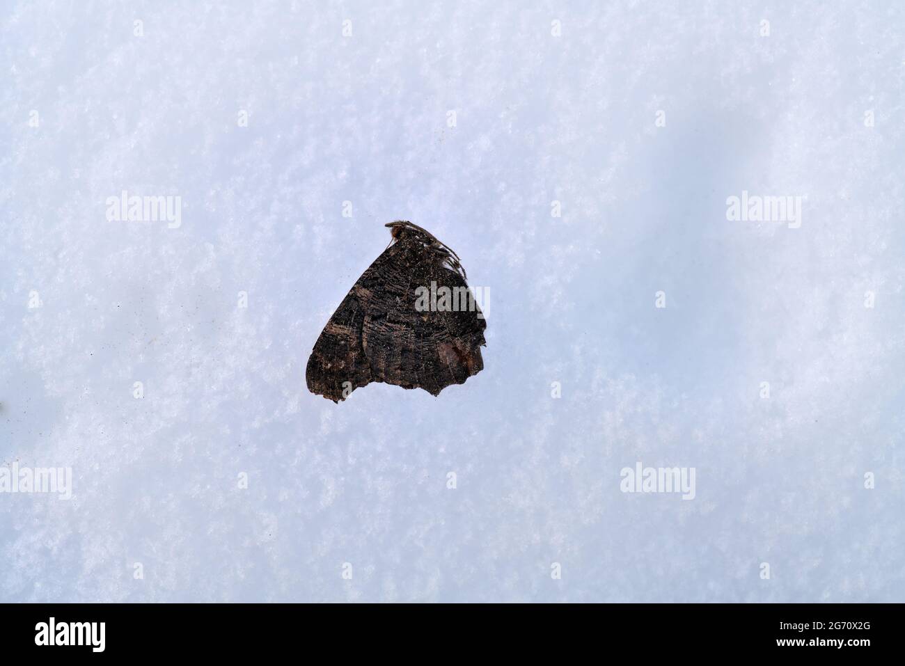 Death of insects. Winter is not compatible with life of environment ...