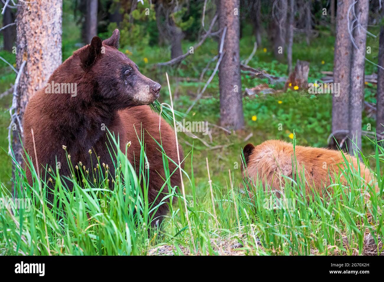 Black bear mother and cub eating hi-res stock photography and images ...