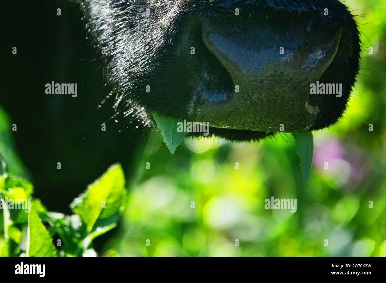Ox lips hi-res stock photography and images - Alamy