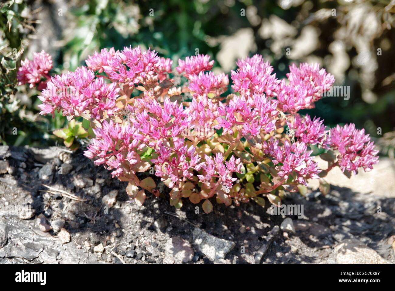 Caucasian stonecrop, Two-row stonecrop (Sedum spurium) on the alpine ...